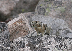 American Pika Gets Another Shot at Endangered Status | Climate Watch